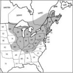 Maple tree ID | Massachusetts Maple Producers Association